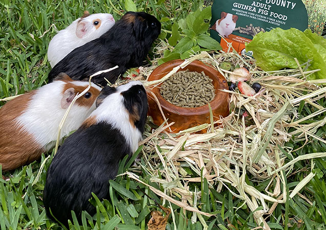 Why Adopt Smaller Pets | Animal Rescue | Guinea Pigs | Blog | RSPCA ...