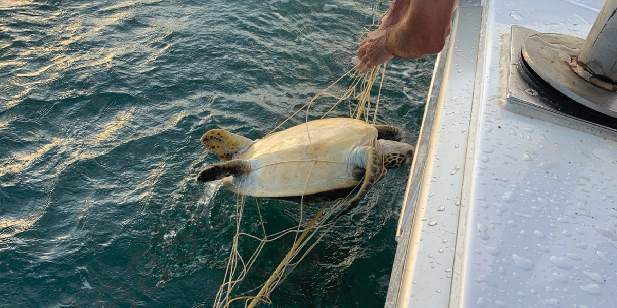 End the harm: Remove shark nets | Blog | Wildlife Conservation | RSPCA ...